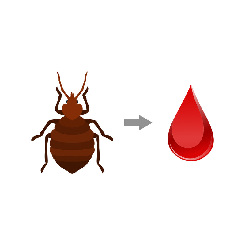 Do Bed Bugs Eat Other Things Bed Bug SOS Do Bed Bugs Eat Other Things Bed Bug SOS