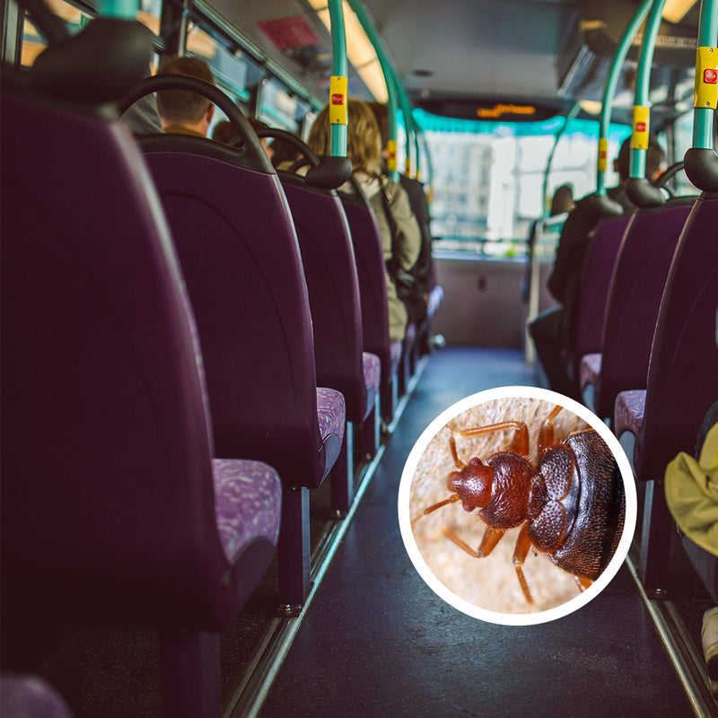 Bed Bugs on the Bus – Is It Possible to Get a Bed Bug Infestation at H ...